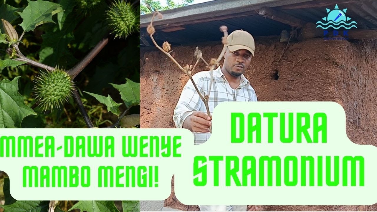 MTI DAWA WENYE MAMBO MENGI DATURA STRAMONIUM AKA KIMANGANO #dawa # ...