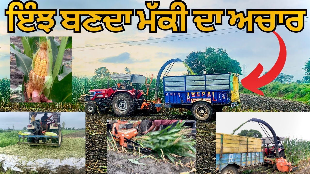 ਮੱਕੀ ਦਾ ਅਚਾਰ 🌽 Corn Silage | Makki Da Achaar | Maize Farming | How to Make Corn Silage? # ...