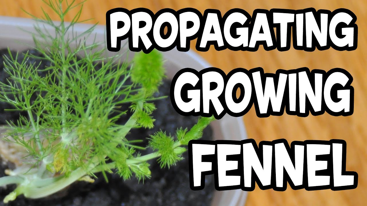 Propagating And Growing Fennel Tutorial - Gardening by DKS - YouTube