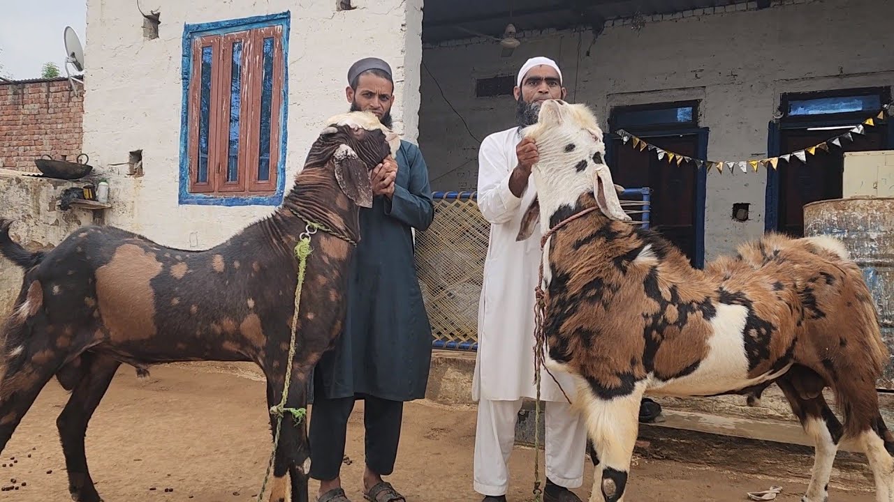 Fauji Goat Farm Ke Big Size Andul Gujri Bakre | Lajwaab Goats In ...