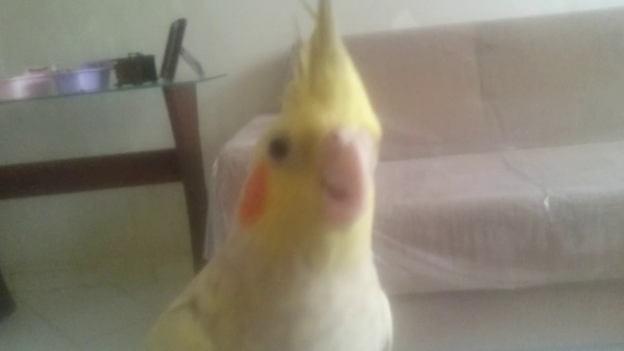 TONI LEMOS/MINHAS CALOPSITAS 01/20 - YouTube