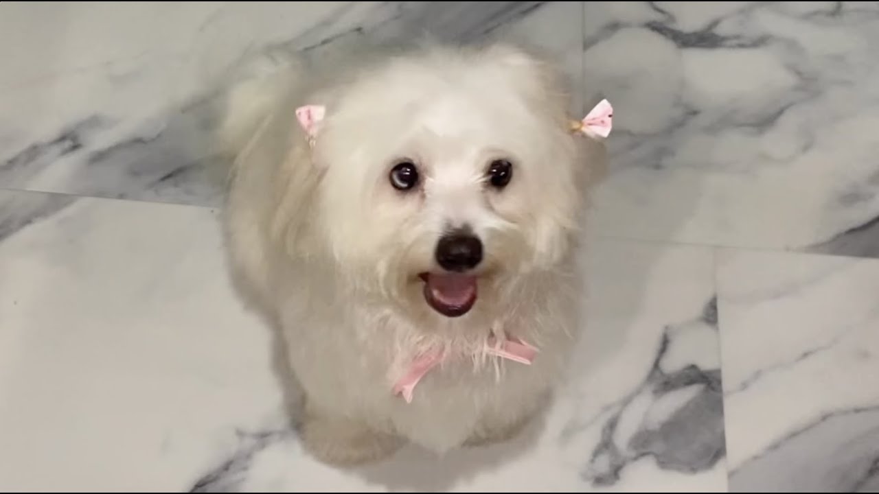 Grooming a Beautiful Maltese! - YouTube