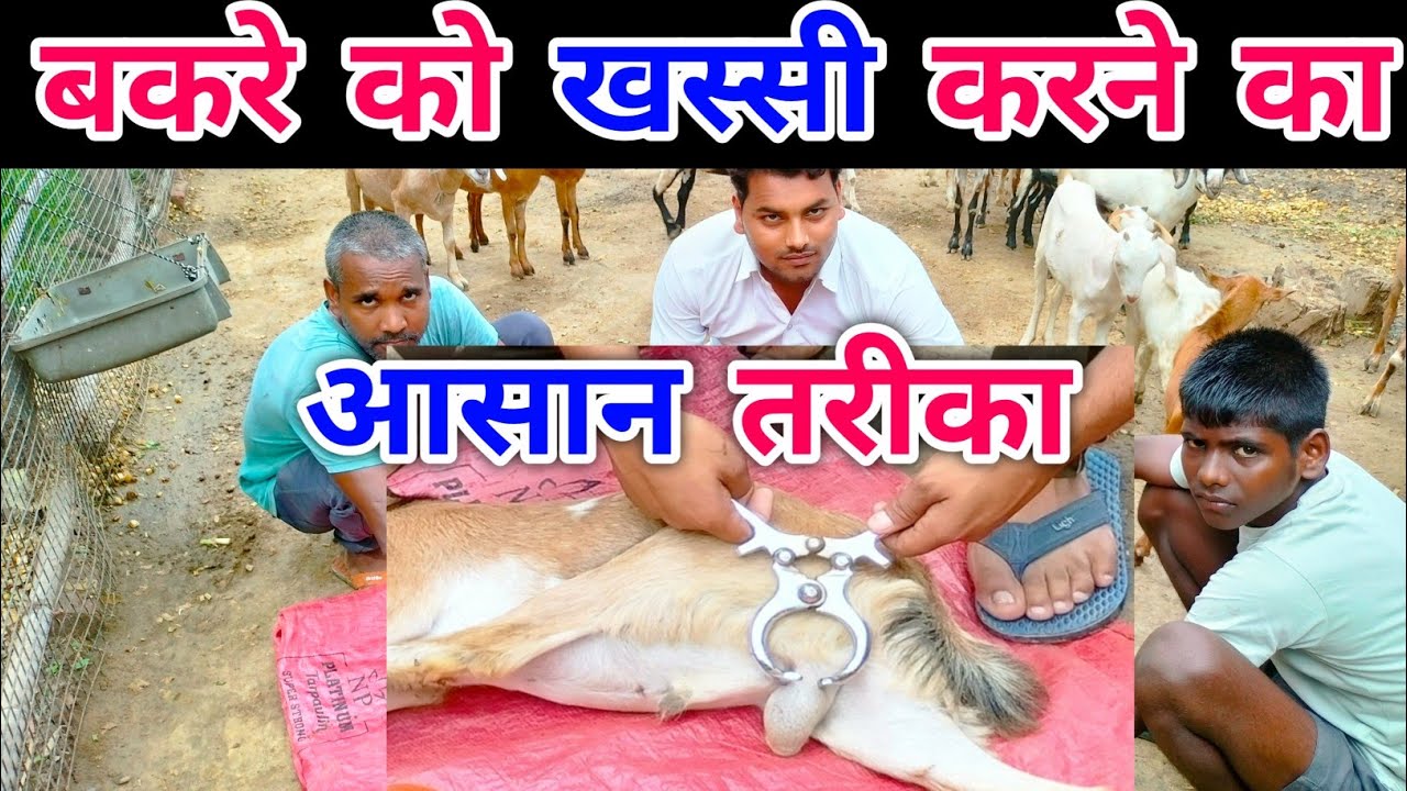 बकरे को खस्सी करने का आसान तरीका | bakre ka badhiya kaise hota hai ...