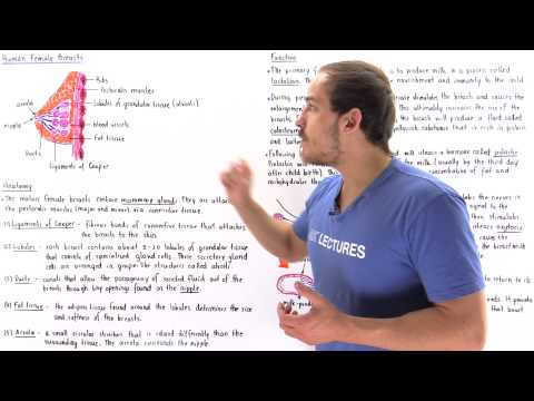 Anatomy and Function of Female Breasts
