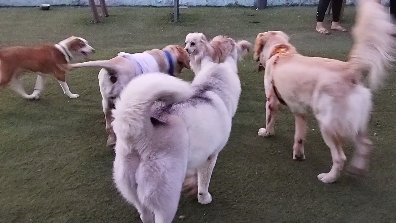 Labrador dog meet other dogs in dog park | watch how Dog feel happy and ...