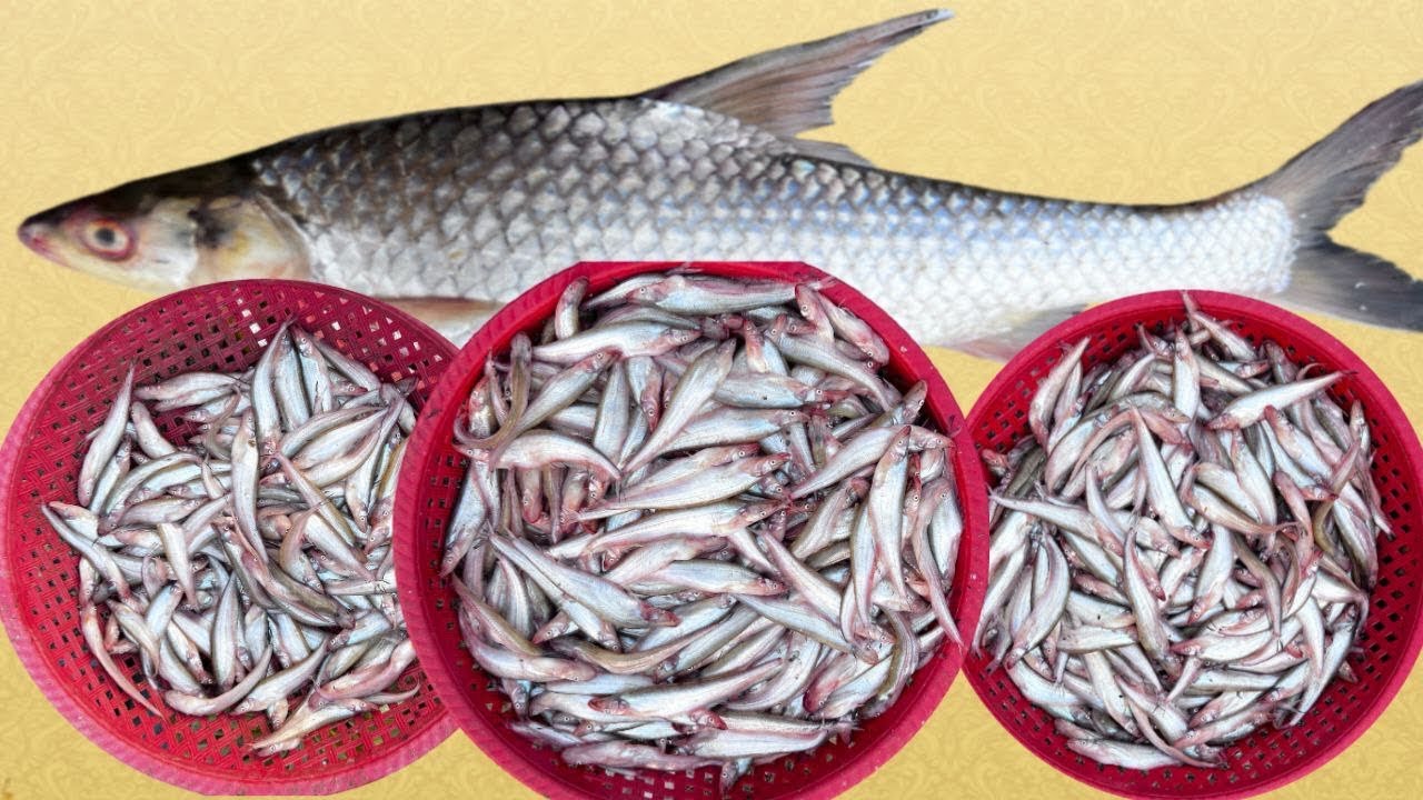 Natural fish, Best fish showing from Tonle Sap, amazing Video fish ...