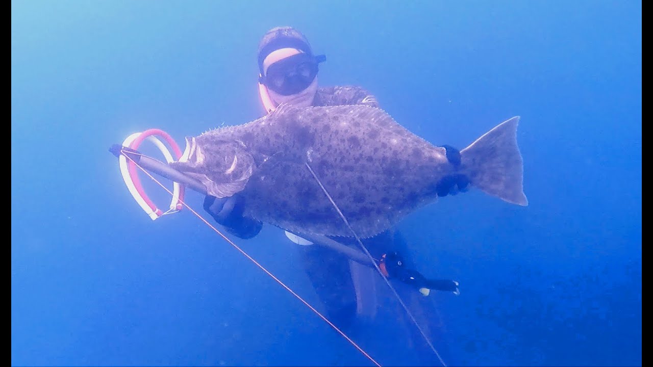 CRYSTAL CLEAR California Halibut Spearfishing! - YouTube