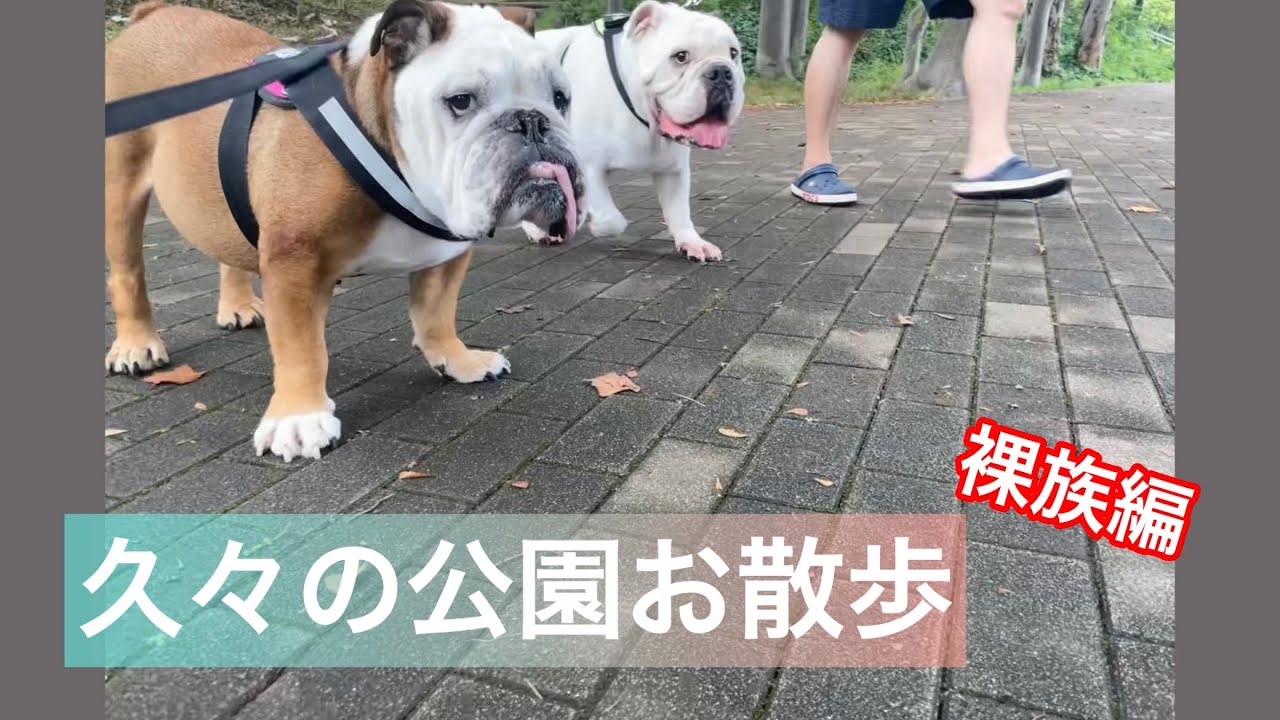 マルちゃん散歩！【ブルドッグ マルクスbulldog MARX 拡張型心筋症dilated cardiomyopathy】 - YouTube