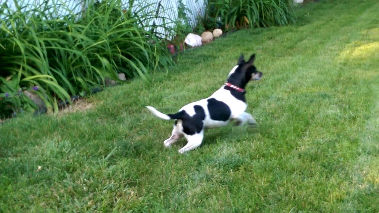 Rat terrier hunting - YouTube