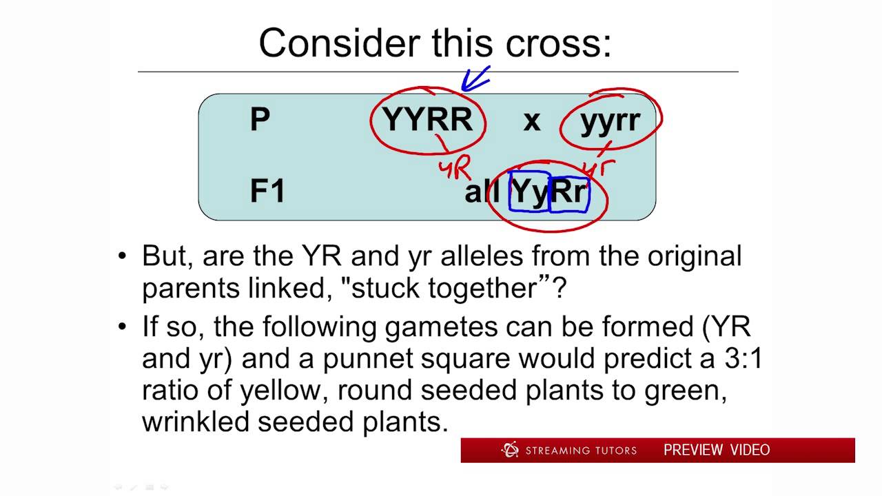 Mendelian Genetics Law of Independent Assortment tutorial - YouTube