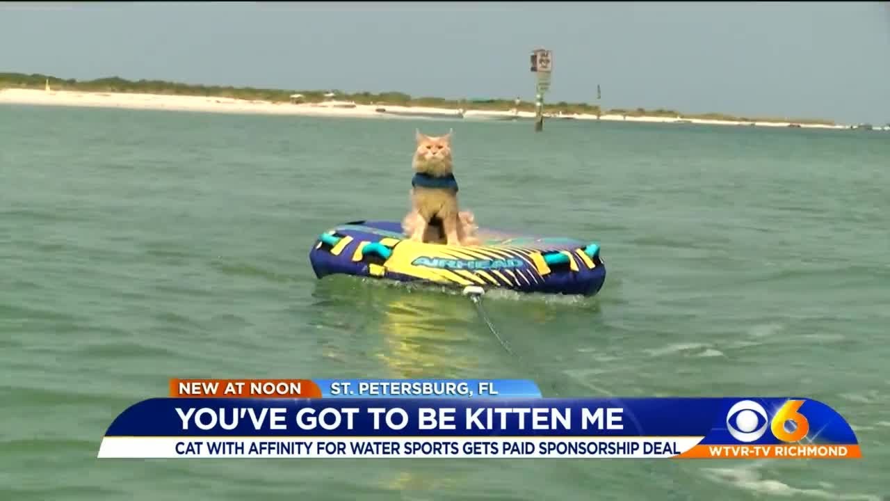Meet Fisher the Florida kitty who really loves the water - YouTube