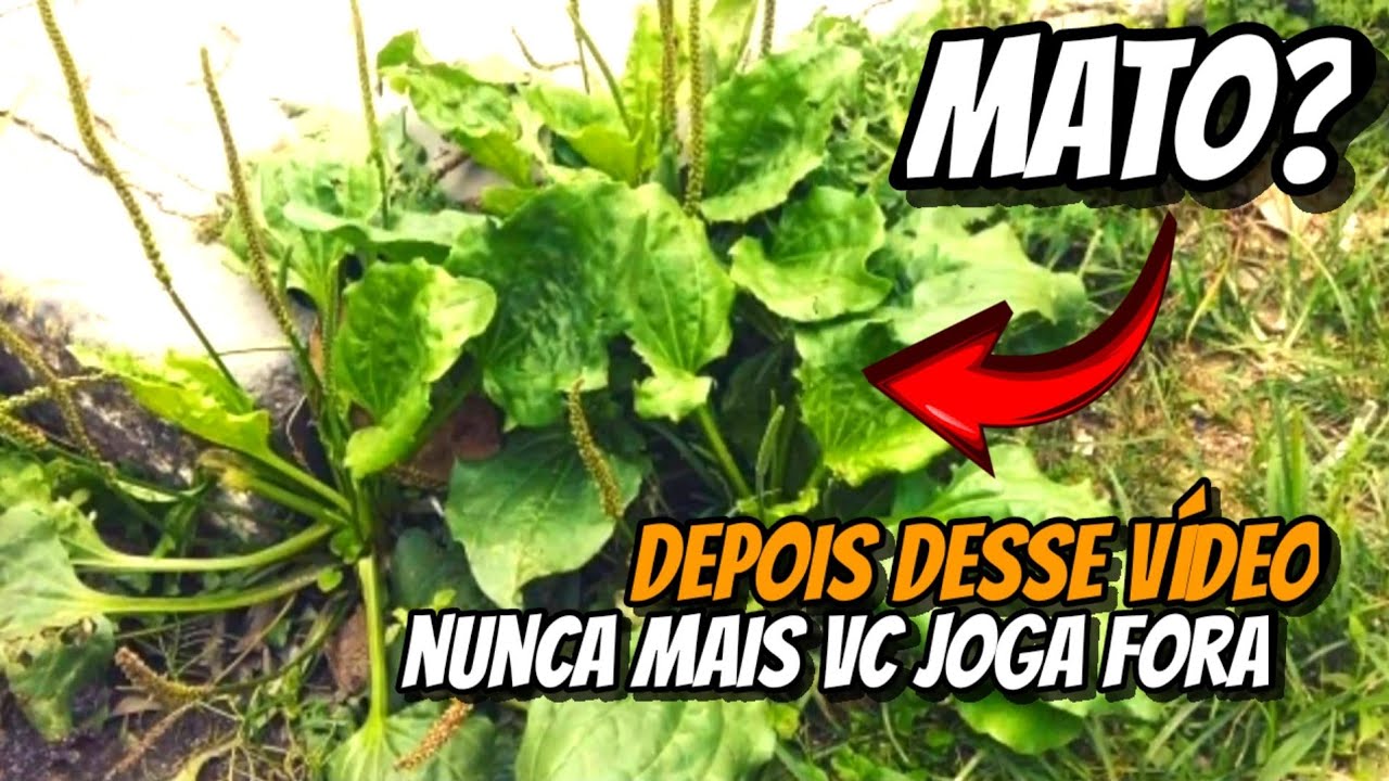 AS FARMACIAS NÃO QUEREM QUE VOCÊ SAIBA DISSO | BENEFICIOS DA TRANÇAGEM ...