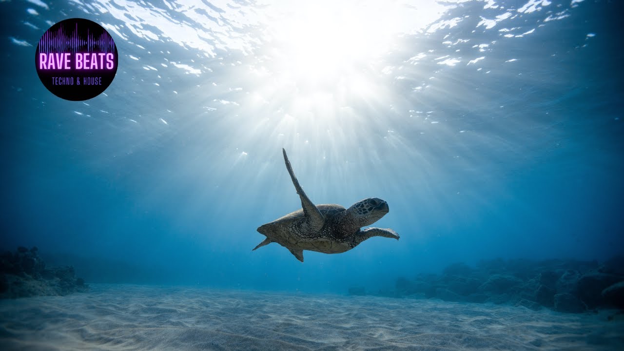 (House No Copyright) - Ocean(Free download) - YouTube