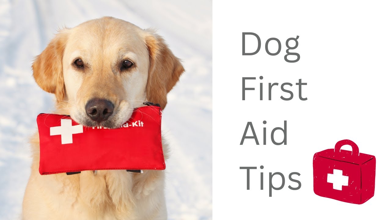 Dog First Aid Tips - YouTube