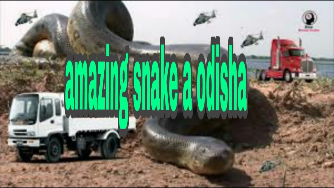 Big snake in odisha - YouTube