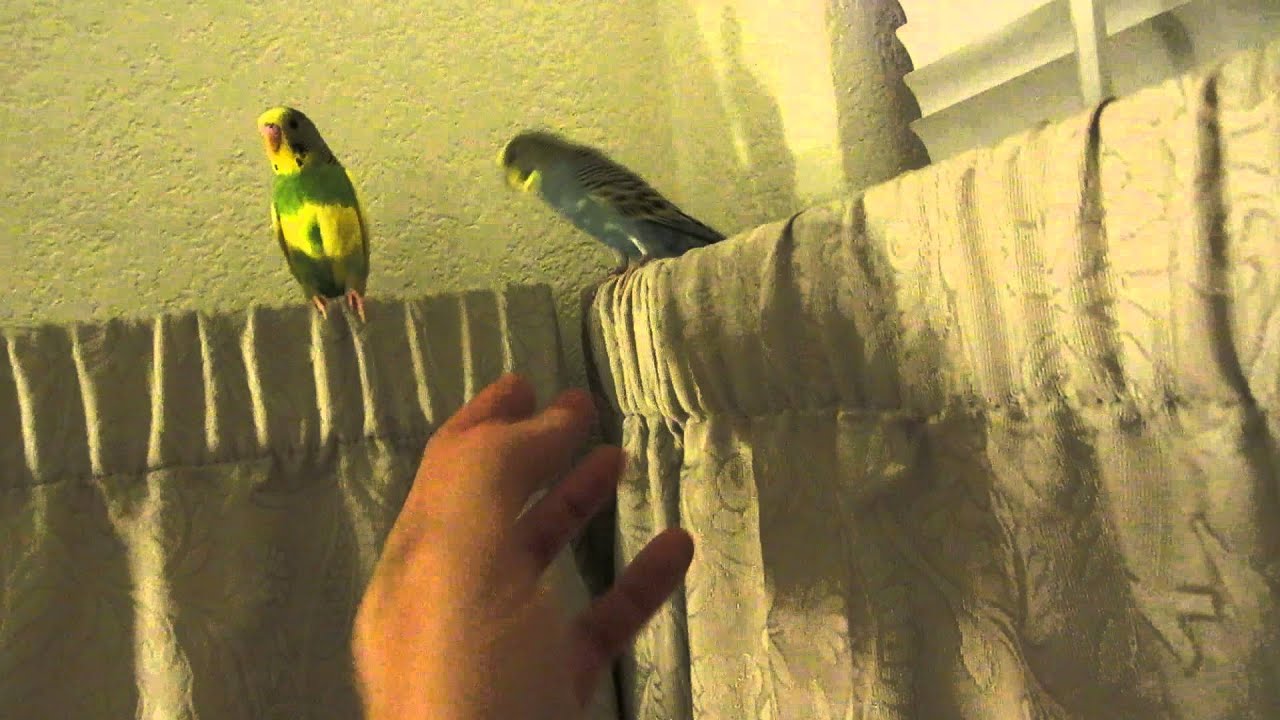 The parakeets flying around - YouTube