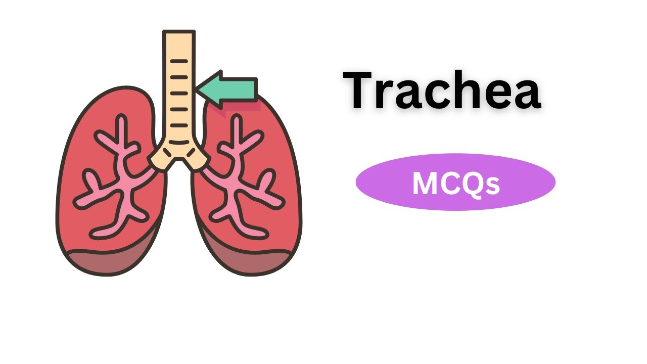 Trachea | MCQs | gross anatomy - YouTube