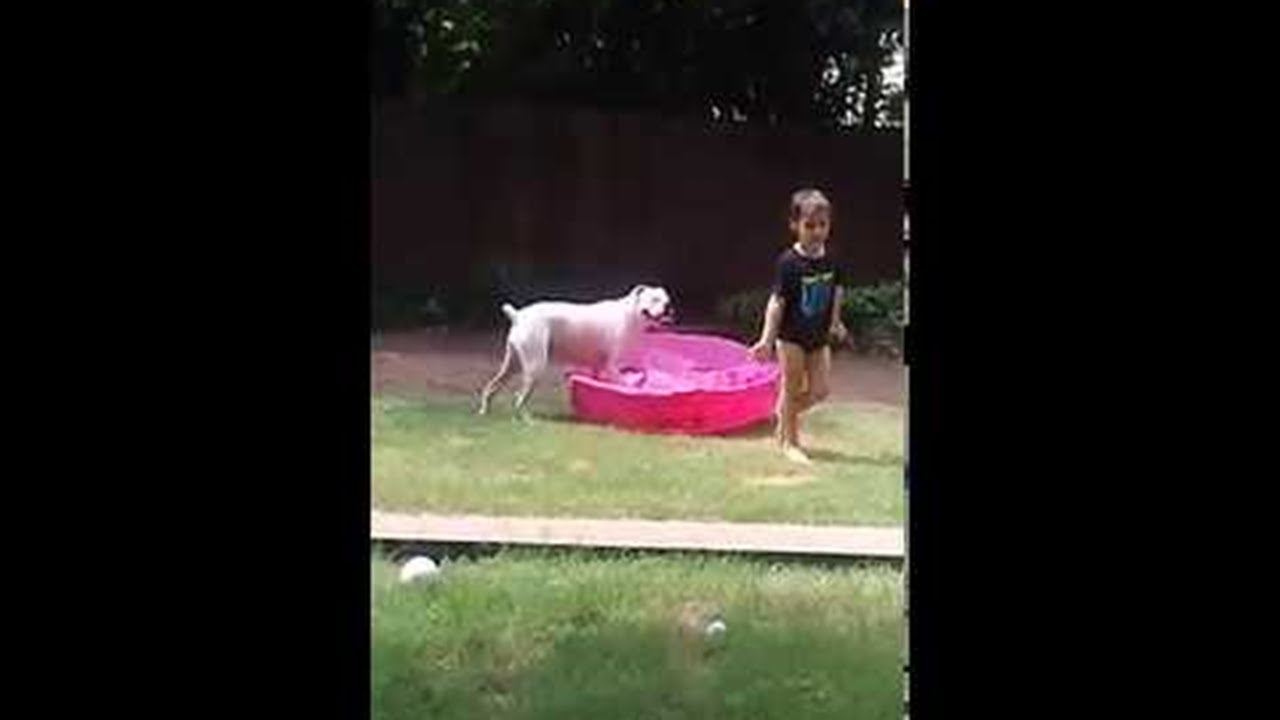 Boxer Pup Plays With Kid in Pool || ViralHog - YouTube