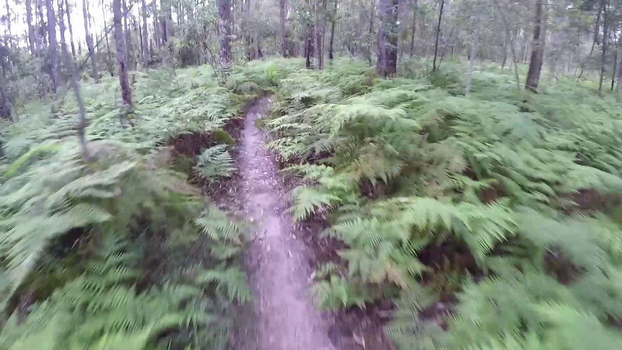 Ferny Forest Loop 2020/03/04 - YouTube