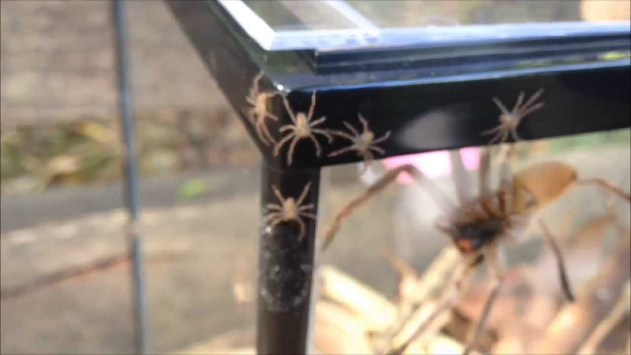 Releasing hundreds of baby Huntsman spiderlings - YouTube