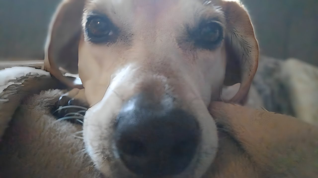 $monke - Robin Da Bankz (Official Audio) (Thank you bois version) - YouTube