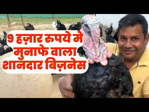 5 टर्की से होगी अच्छी कमाई | Turkey Bird Farming | Turkey Poultry ...