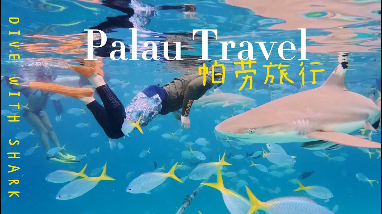 因为童年的海底总动员FINDING NEMO，我们决定来小众海岛palau看看！ - YouTube