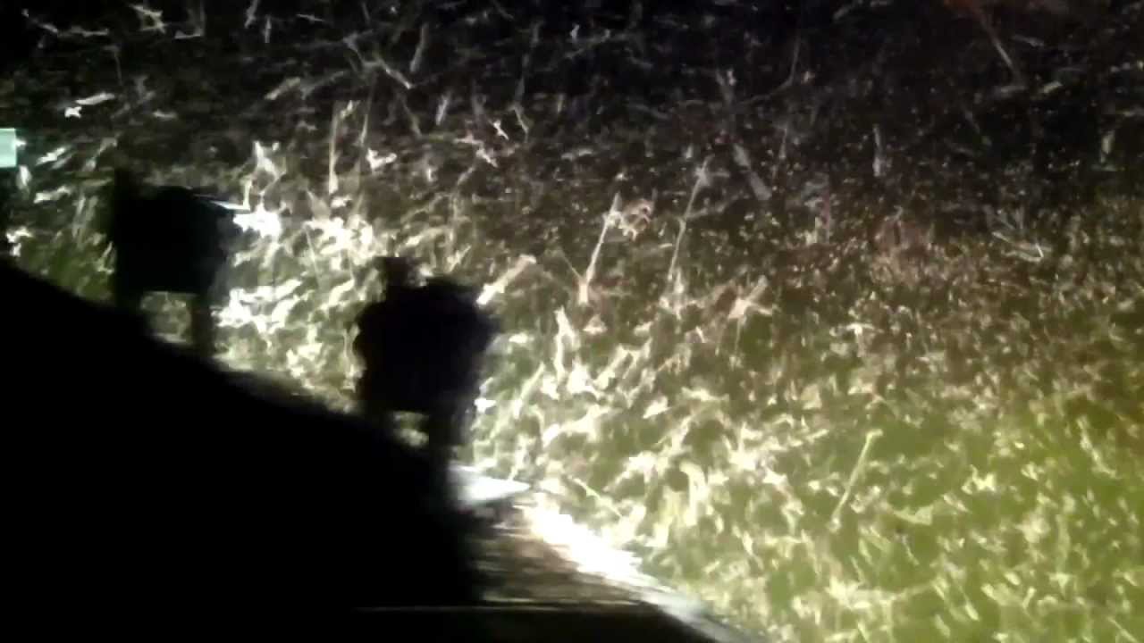 Mayfly Hatch - YouTube