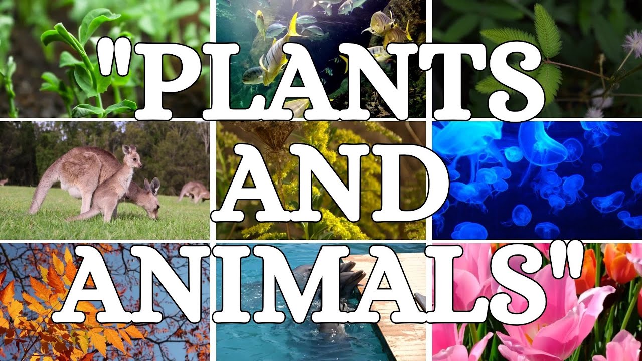 Plants and Animals, calming Music Heals Stress, Anxiety, Depression ...