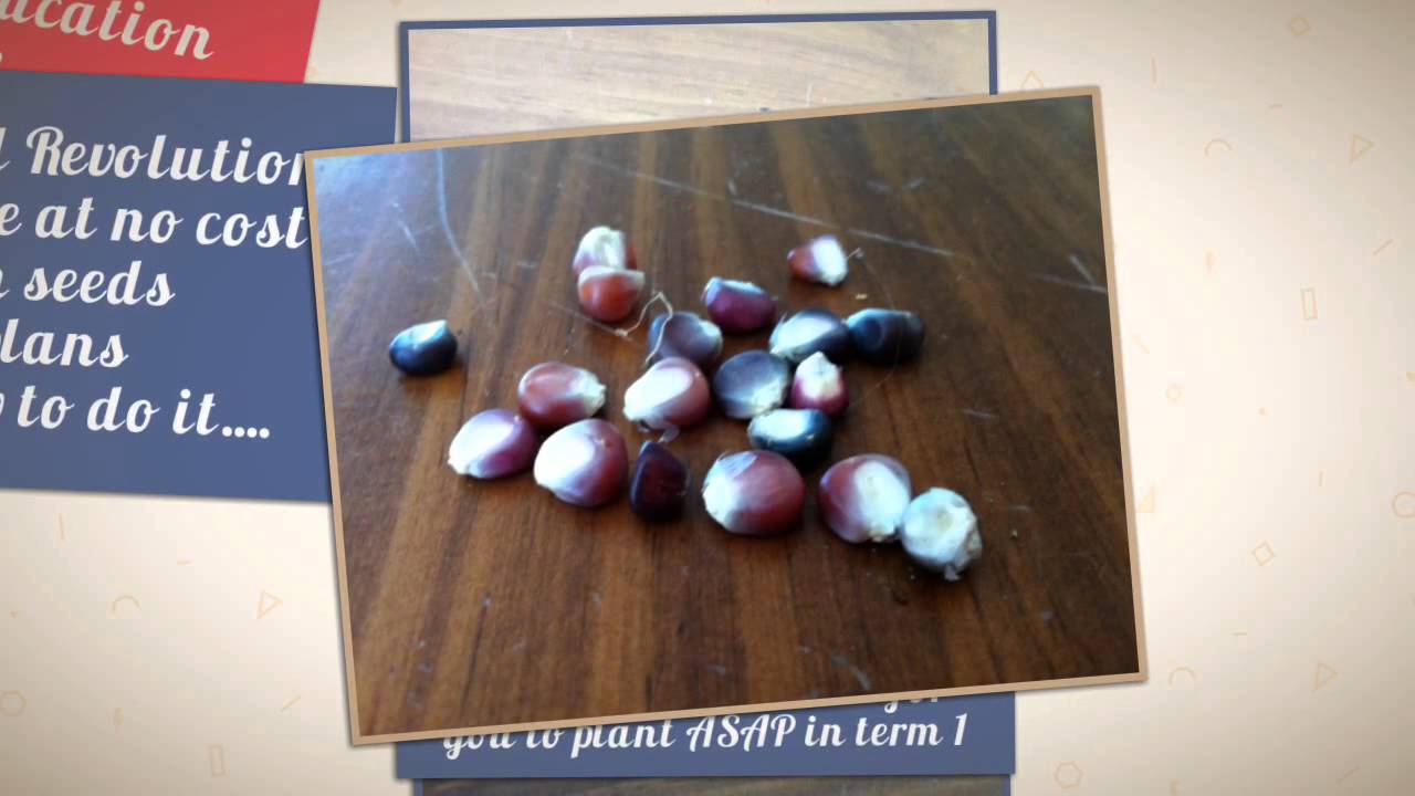 Awesome Aztec Corn Challenge 2015 Forbes Food Revolution - YouTube