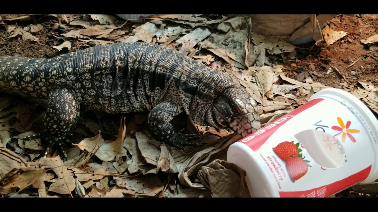 Simple ENRICHMENT for feeding! - YouTube