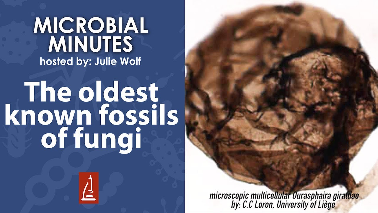 Ancient fungus fossil found in the arctic - YouTube