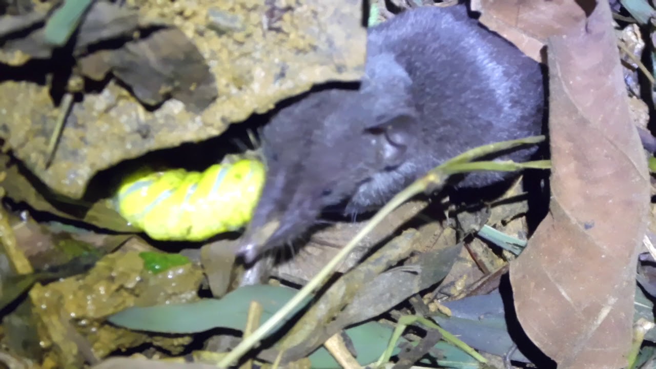 Shrew eating caterpillar - YouTube