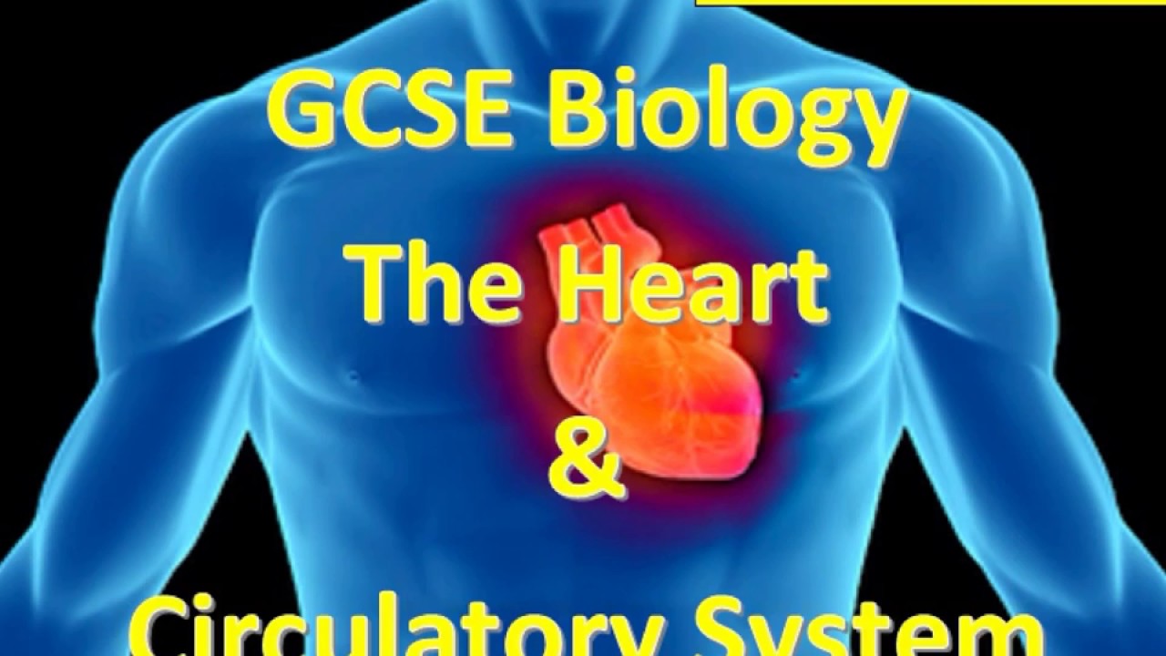 Heart and circulatory system Part 1. GCSE Biology - YouTube