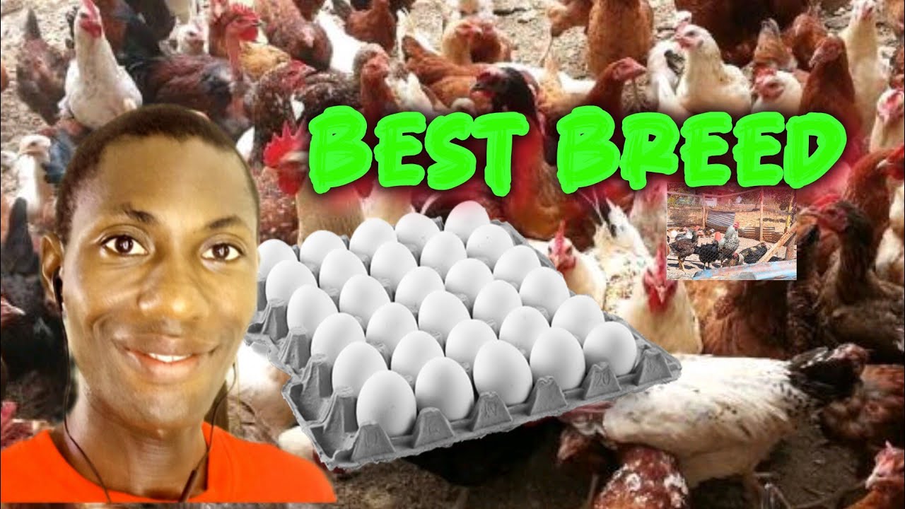 local chicken farming : the absolute truth about raising local chickens ...