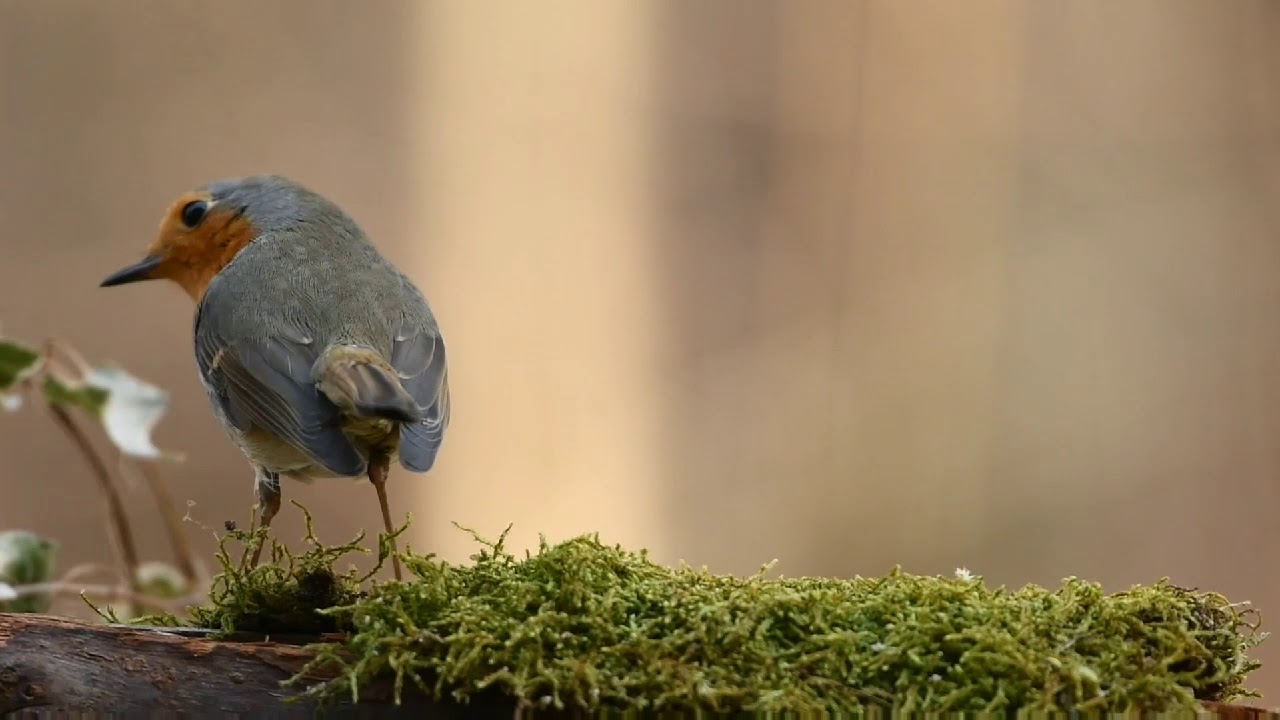 Magnifique récitation sourate al a'la (sabi isma rabbika) + belles ...