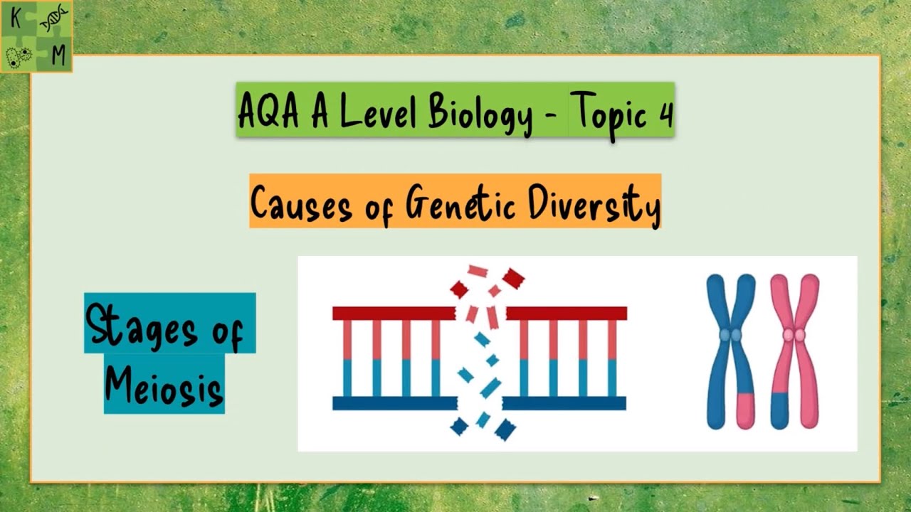 Genetic Diversity 03 - STAGES OF MEIOSIS - AQA A level Biology - Topic ...