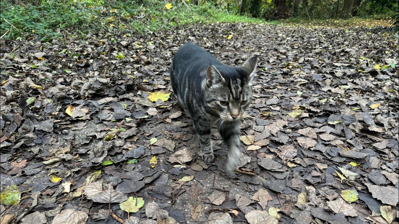 Relaxing Walk with a Wild Cat Companion through English Countryside ...