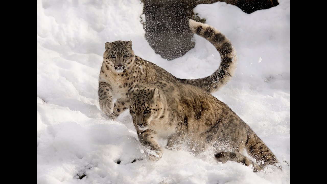 Wild Animals and Birds | Snow leopards - YouTube