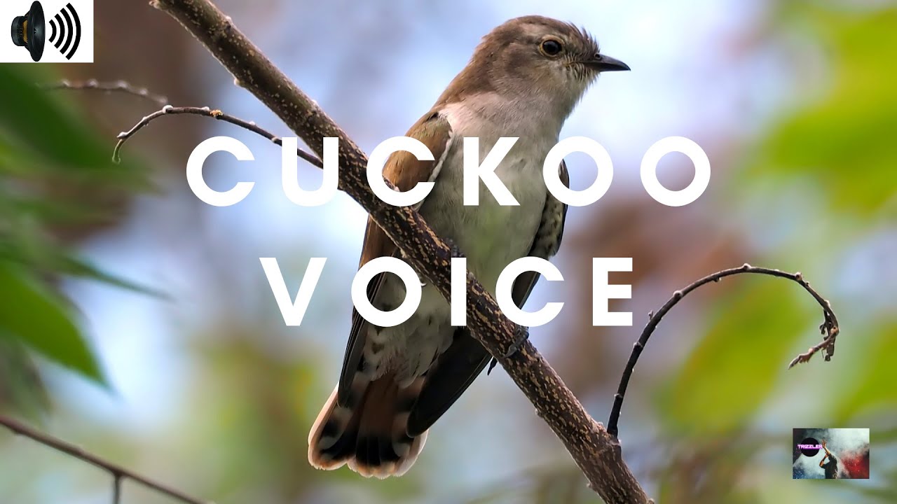 CUCKOO VOICE | BIRDS | CUCULIDAE | TAXON | ODIDIMORPHAE | TRIZZLER ...