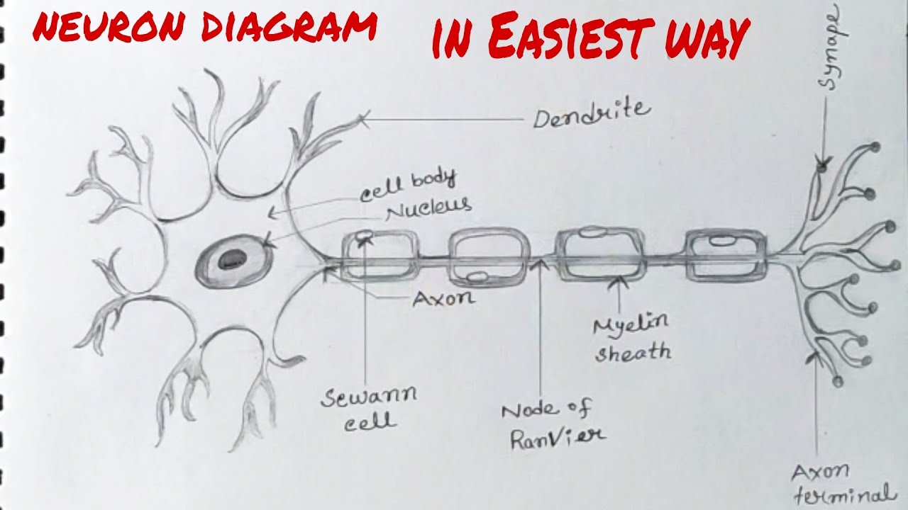 How to draw neuron diagram in the easiest way || nerve cell diagram ...