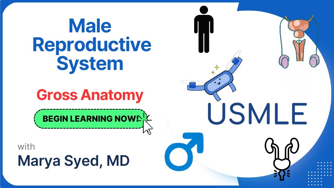 Male Reproductive System | USMLE Anatomy | Case 12 Review - YouTube