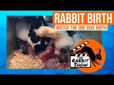 Rabbit Birth - YouTube