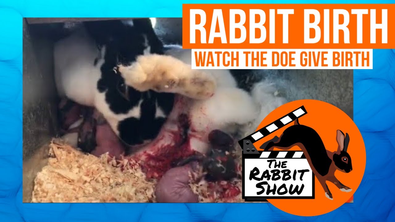 Rabbit Birth - YouTube