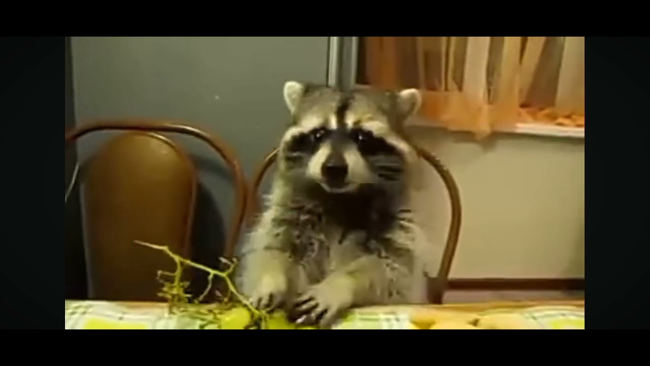 mapache comiendo uvas con la alarma de México - YouTube
