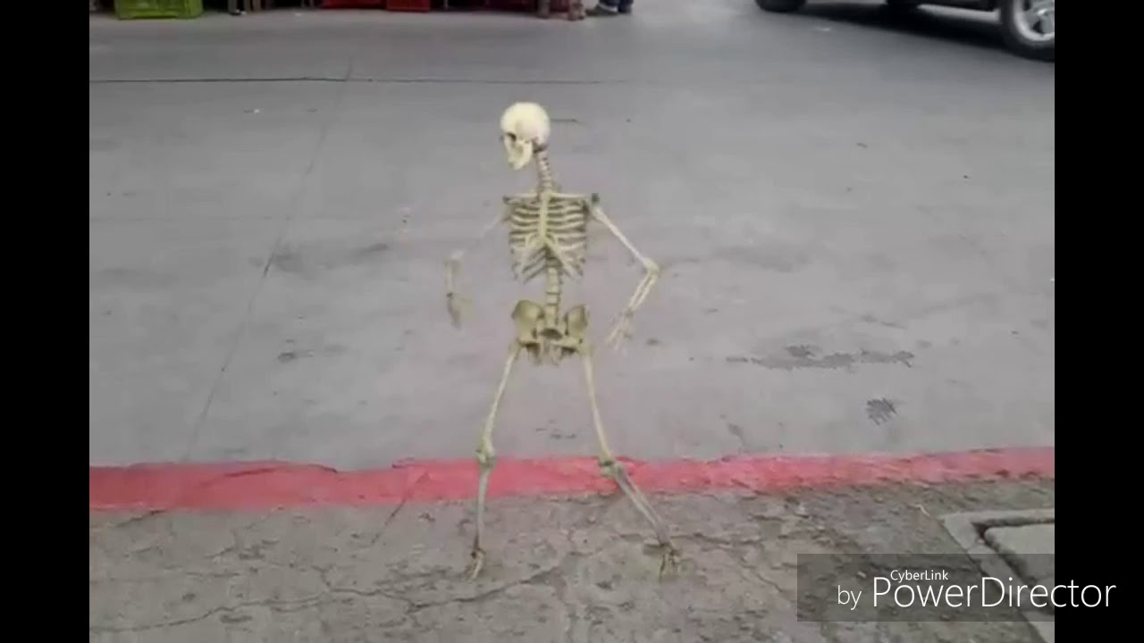 Calavera bailando animals - YouTube