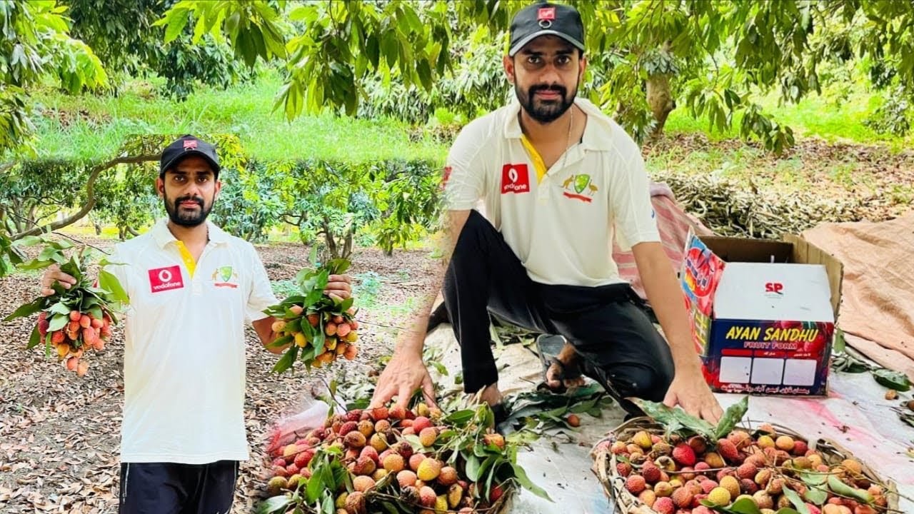 Litchi Fruit Farming In Pakistan | Litchi harvesting | Litchi Garden ...
