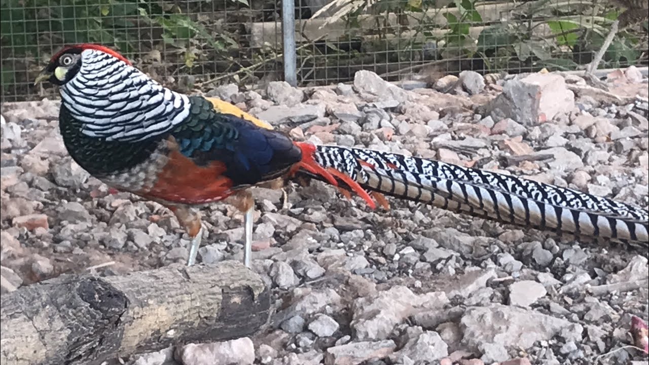 Beautiful males pheasant | pheasant breeding chickens - YouTube