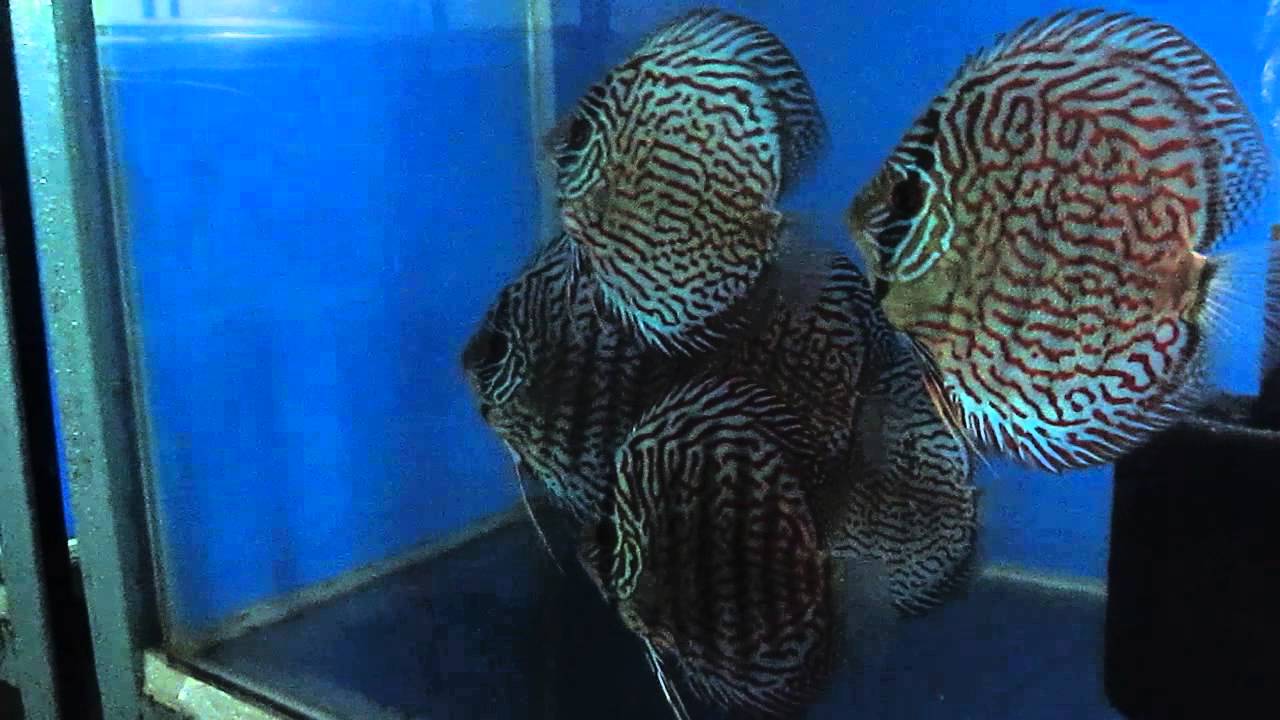 Giant Flora @ Shiva Discus India - YouTube