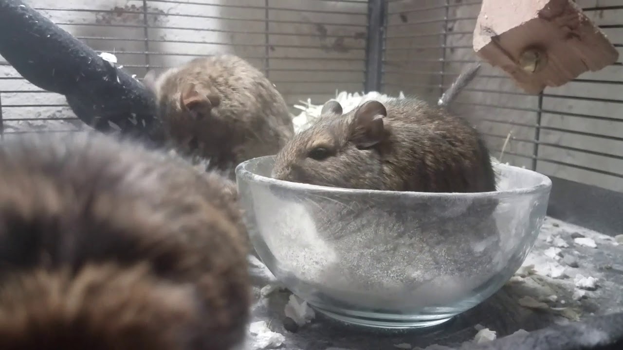Degu Dust Bath // Sand vs. Dust for Degus - YouTube